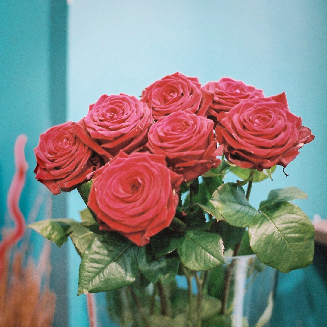 Tout savoir sur le prix des roses | Sessile