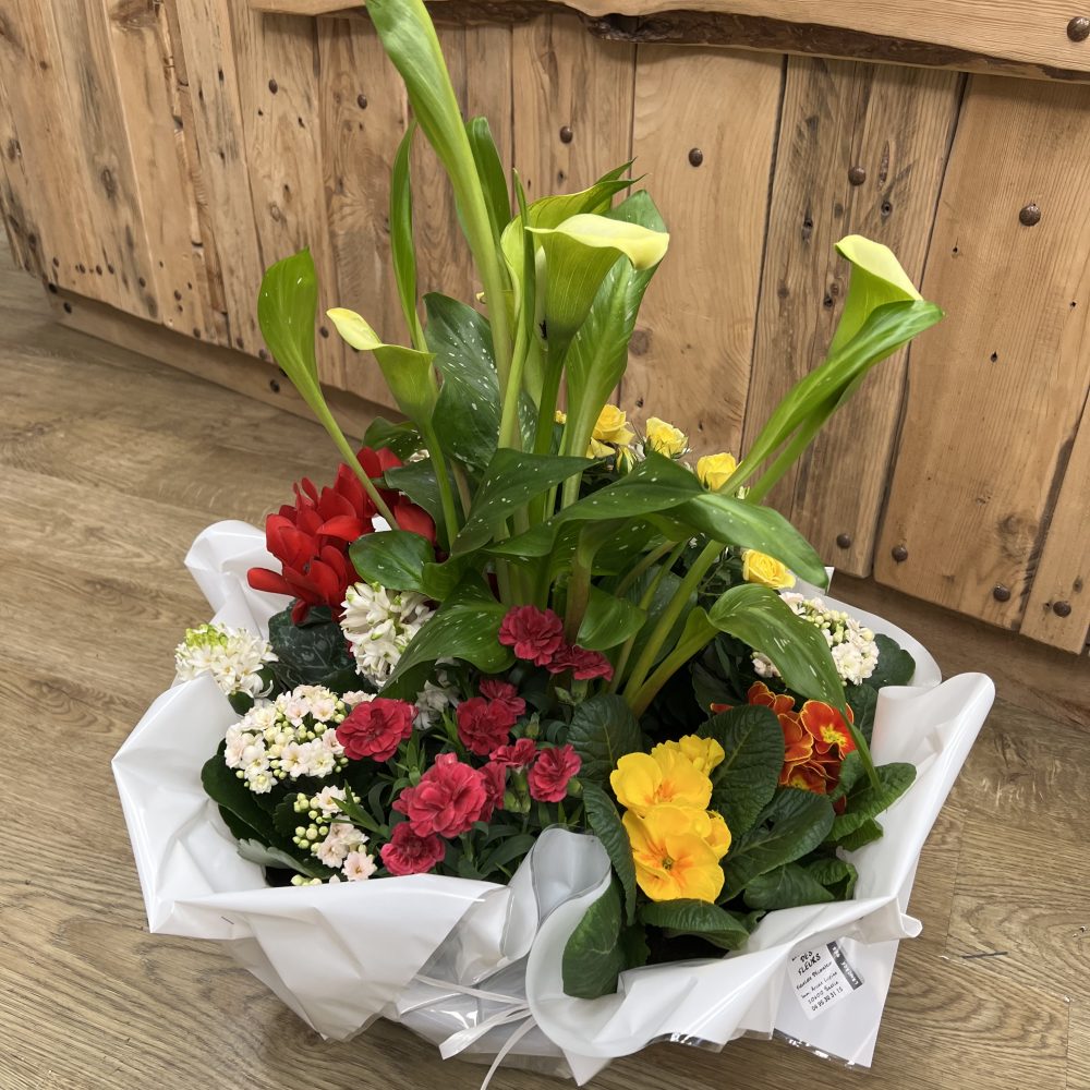 Composition de plantes | Livraison à Bastia | Langage Des Fleurs