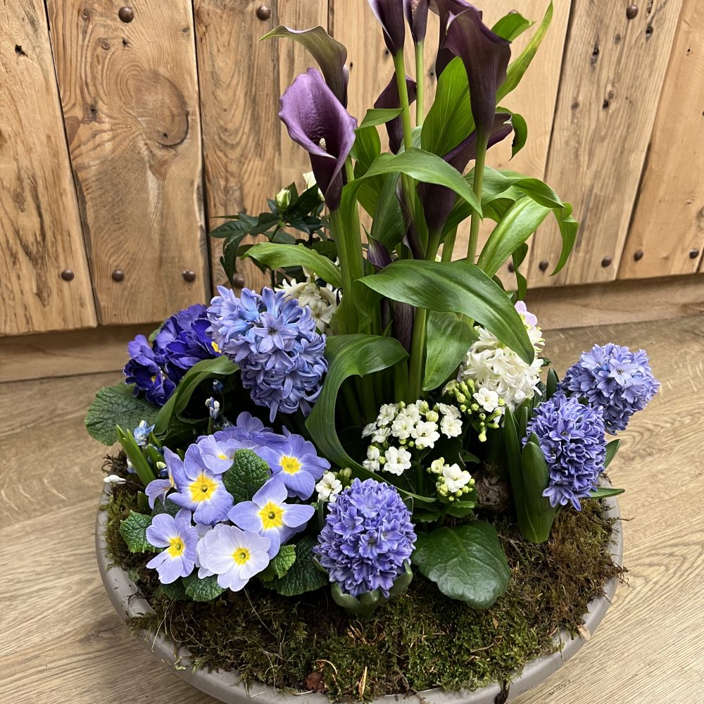 Composition de plantes | Livraison à Bastia | Langage Des Fleurs