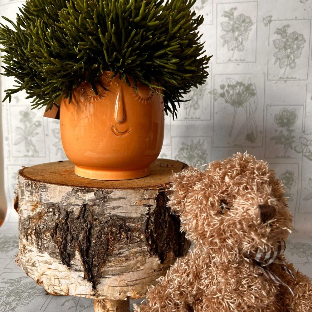 rhipsalis dans son cache pot visage | Livraison à Lille | Au Dipladenia